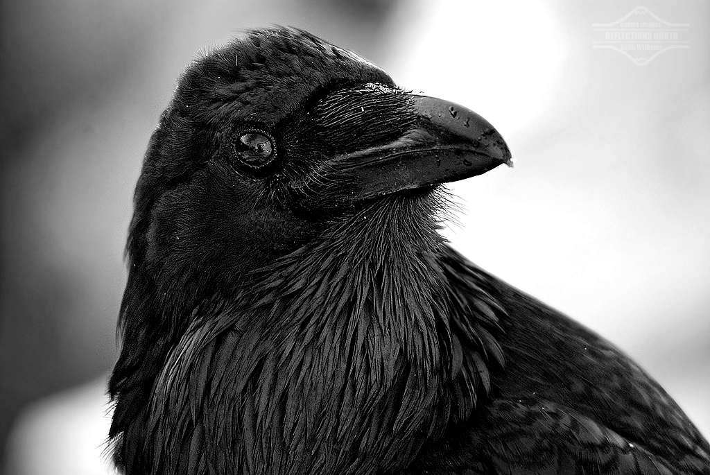 crows remember human faces – supernatural.supply